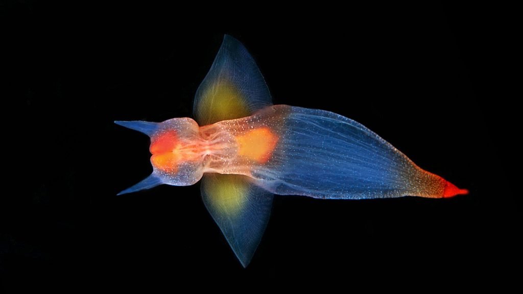 Creature Spotlight: Sea Angel – SUMMER